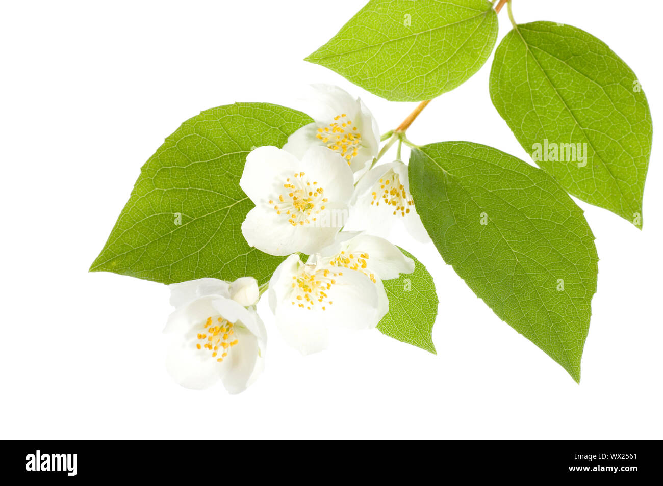 Beautiful Fresh Jasmine Stock Photo - Alamy
