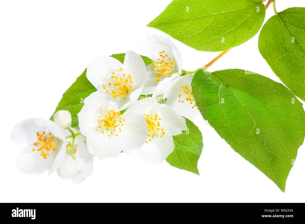Beautiful fresh Jasmine Stock Photo - Alamy