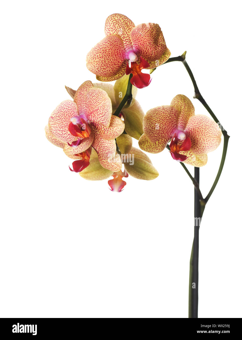Long stem orchid phalaenopsis hi-res stock photography and images - Alamy
