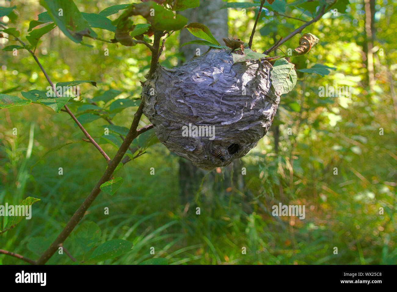 Round nest of paper wasp on branch (live Stock Photo - Alamy