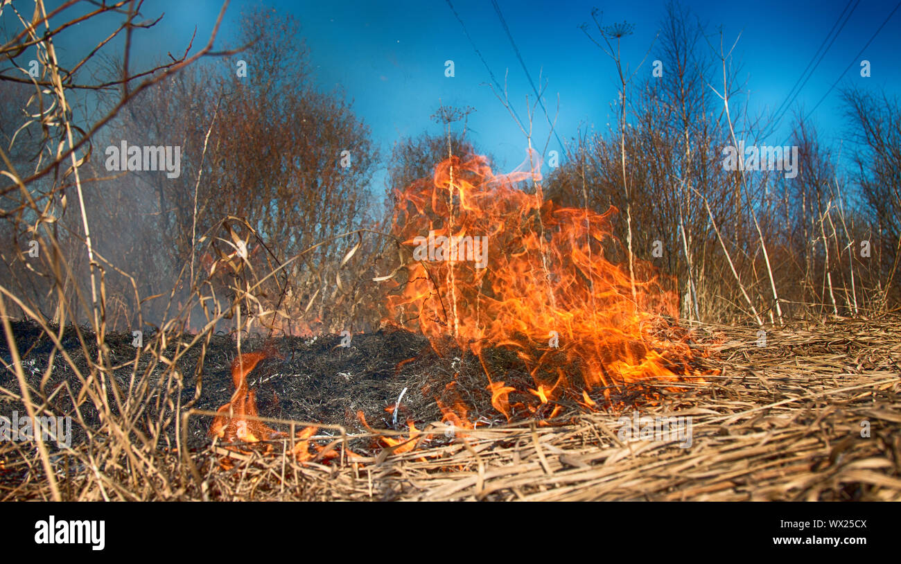Dry grass blazes among bushes, fire in bushes area Stock Photo - Alamy