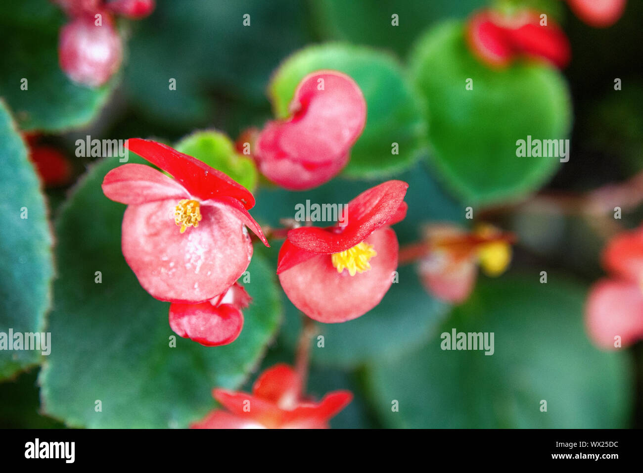 Busy Lizzie, red shiny flowers Stock Photo - Alamy