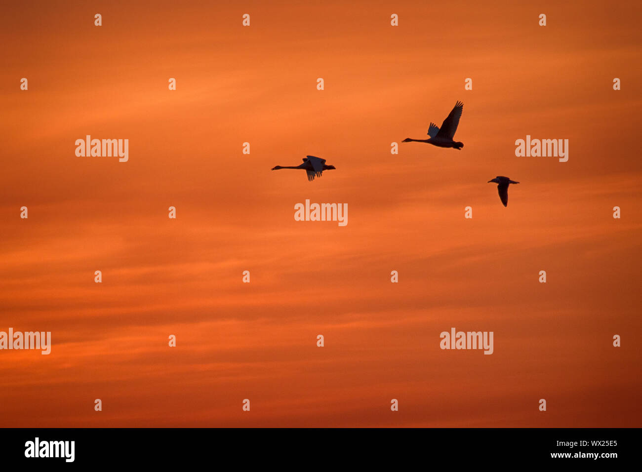 Whooper swans cygnus cygnus flying at sunset hi-res stock photography ...