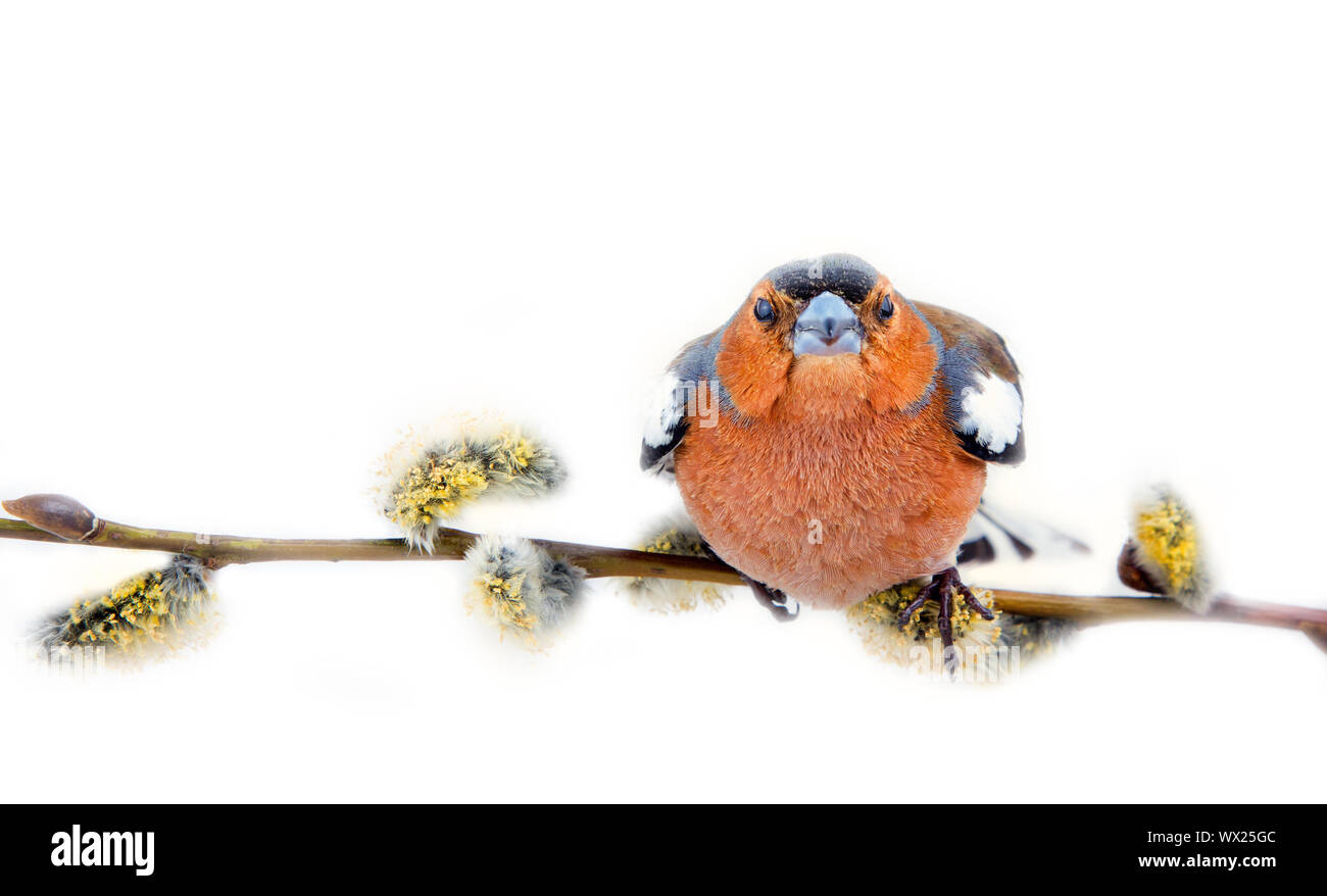 Big eyed bird hi-res stock photography and images - Alamy