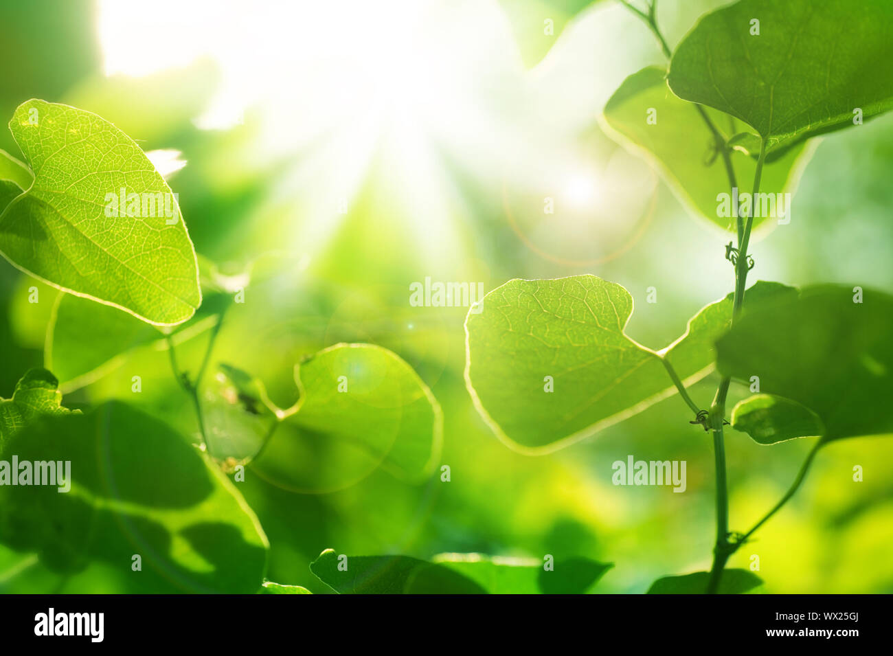 Green Summer Leaves Stock Photo - Alamy
