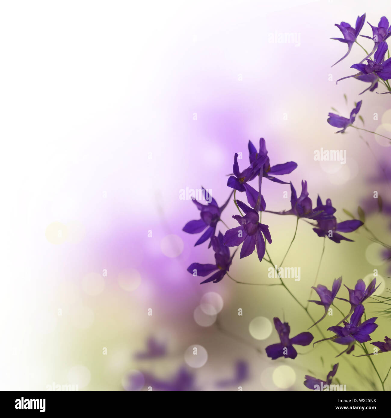 Beautiful Floral Border Stock Photo - Alamy