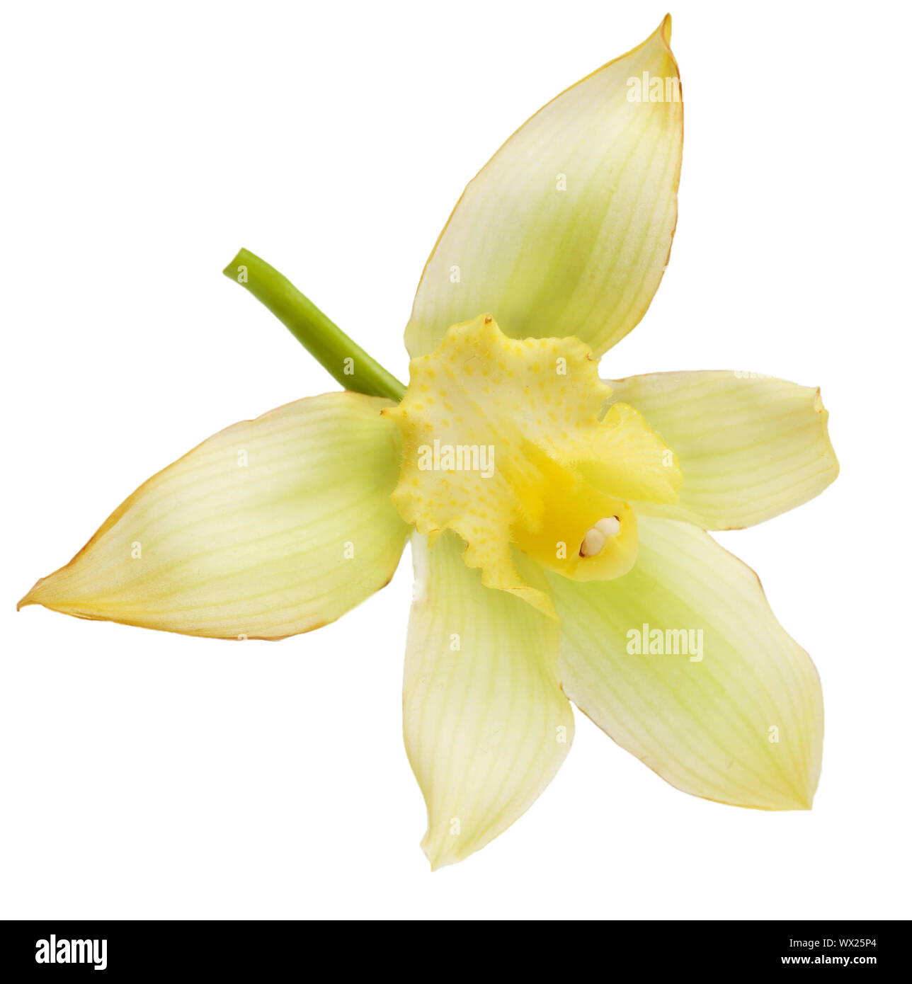 Vanilla flower hi-res stock photography and images - Alamy