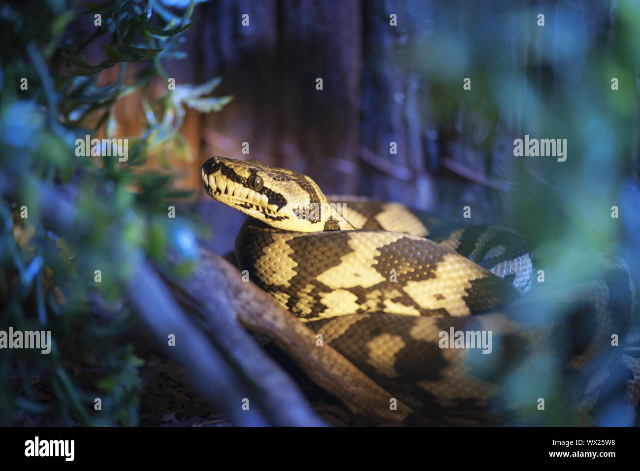 Morelia spilota spilota hi-res stock photography and images - Alamy