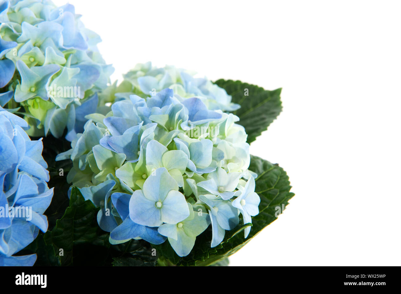 Blue Hydrangea in corner with copy space Stock Photo - Alamy