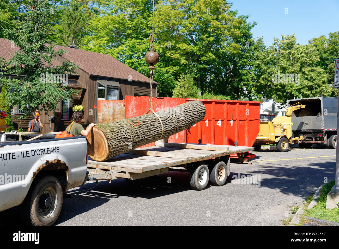 The trunk of a large diseased elm is put on a trailer in a complex tree ...