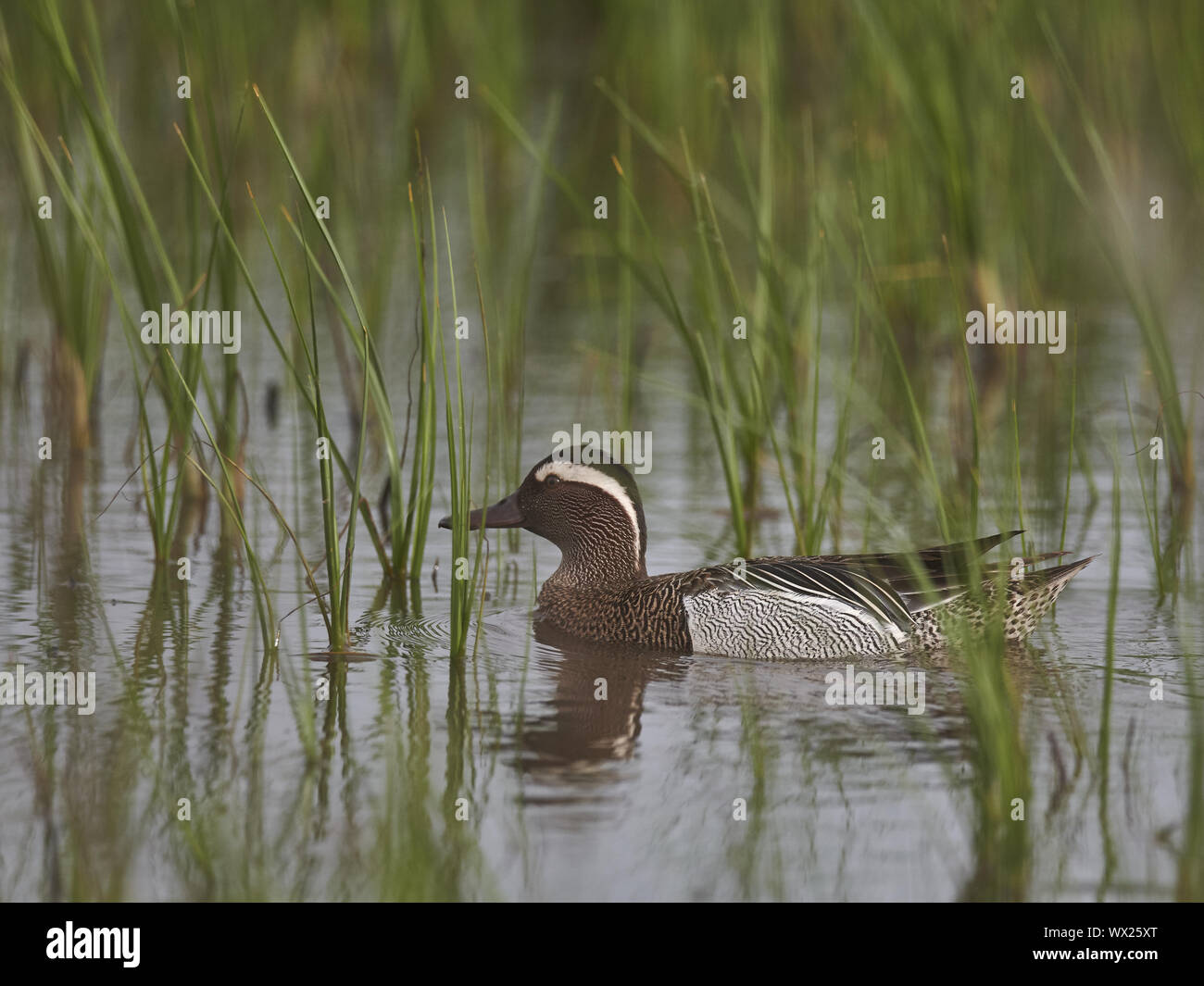 Garganeys hi-res stock photography and images - Alamy