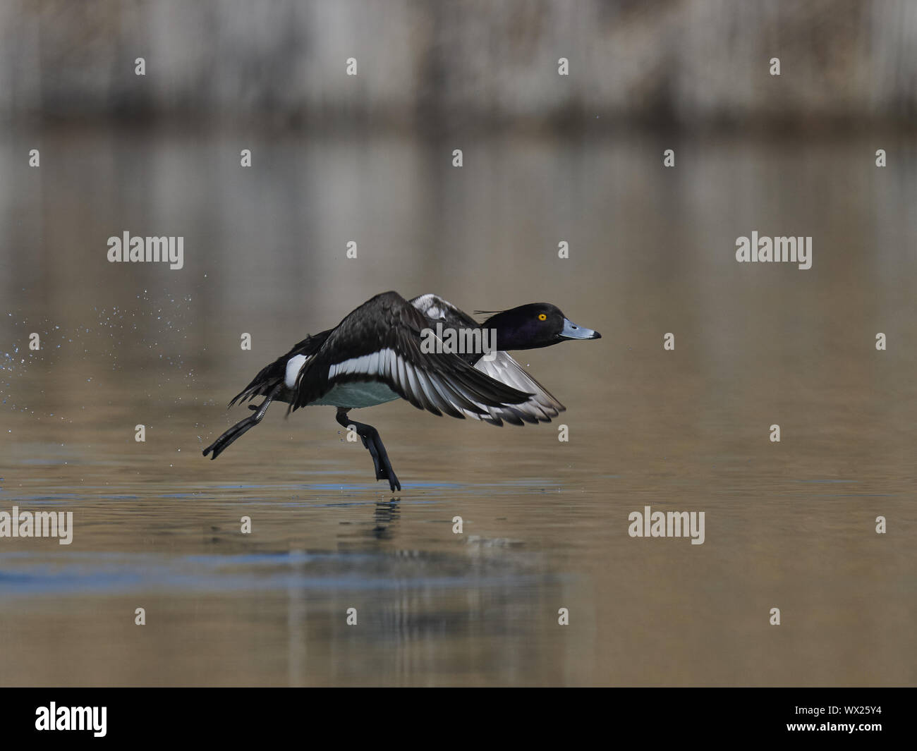 Tufted animals hi-res stock photography and images - Alamy