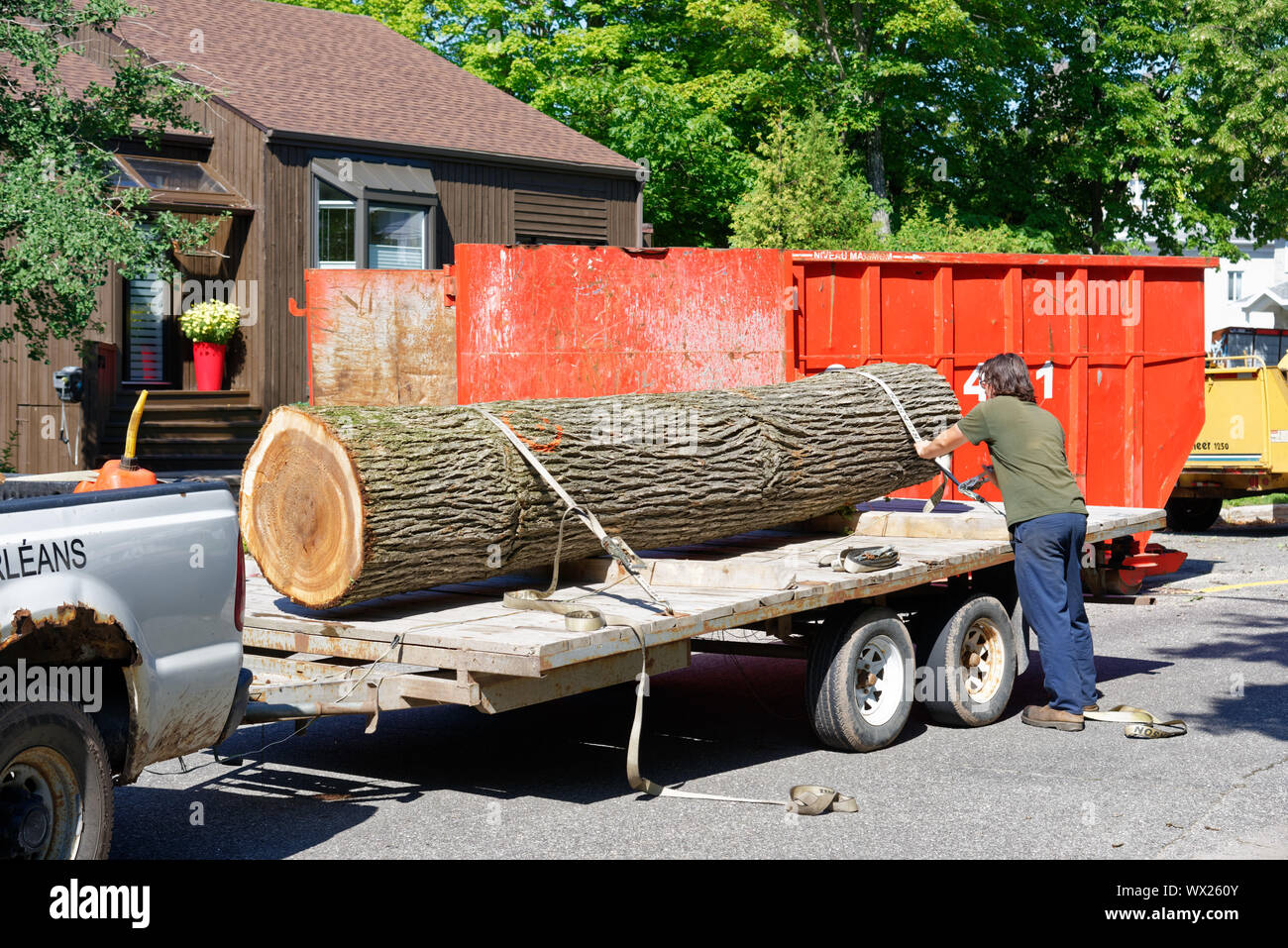 The trunk of a large diseased elm is put on a trailer in a complex tree ...