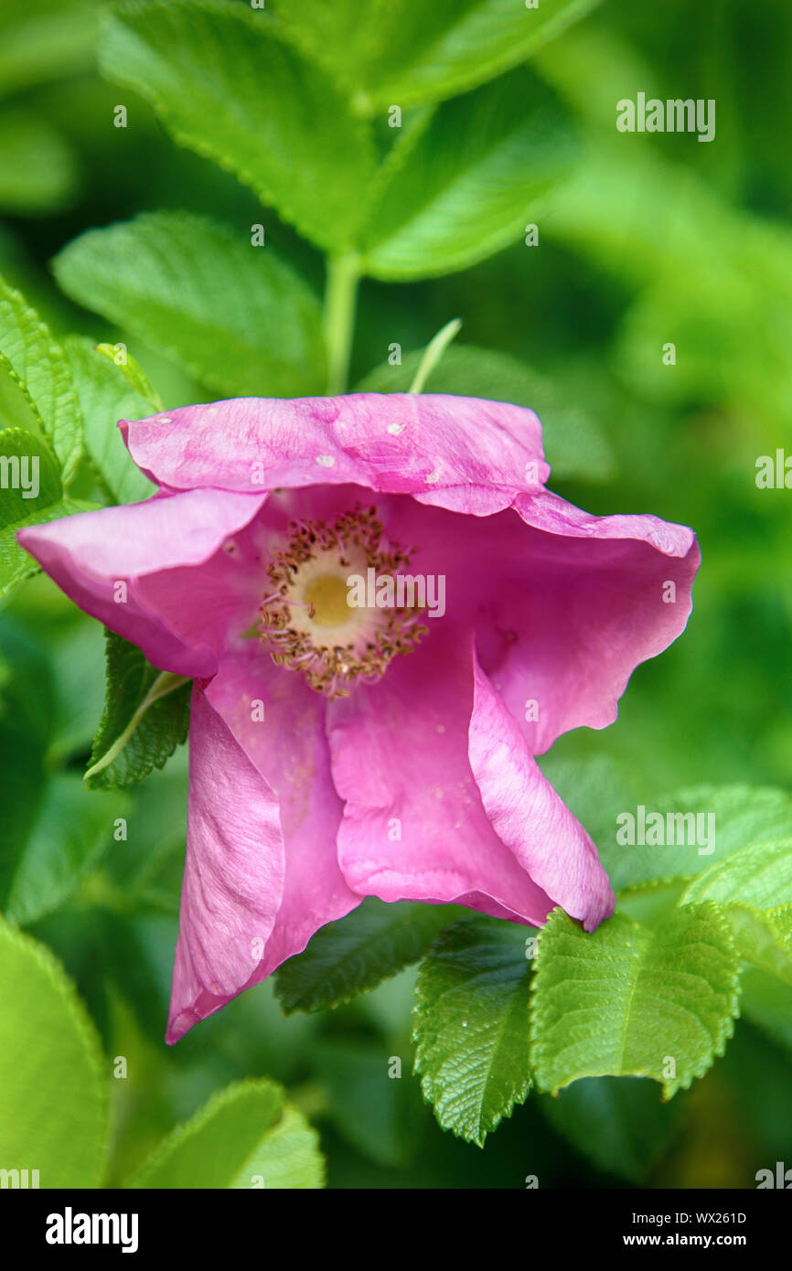Wild rose, ramanas rose Stock Photo - Alamy