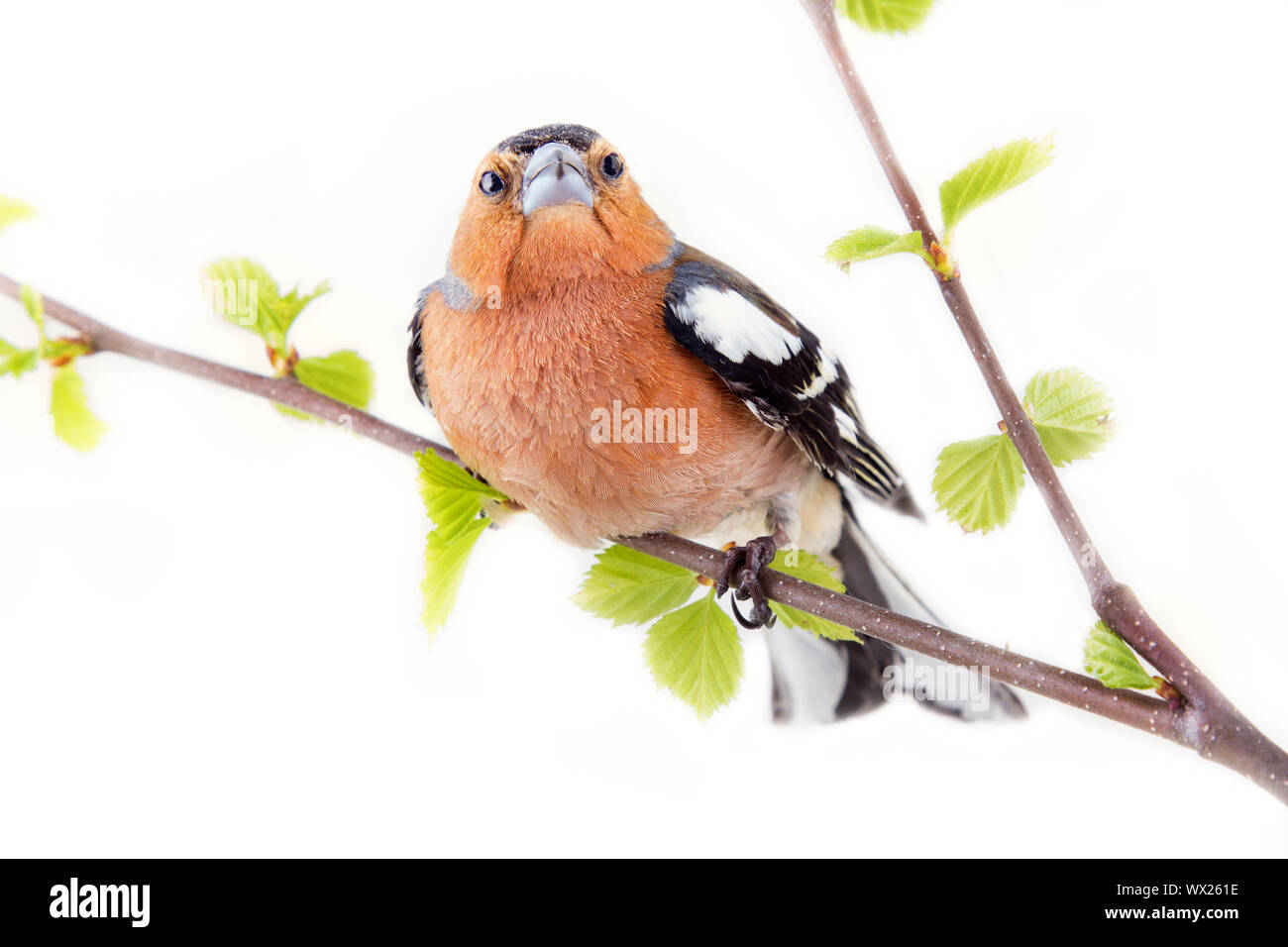 Birds with beautiful eyes Cut Out Stock Images & Pictures - Alamy