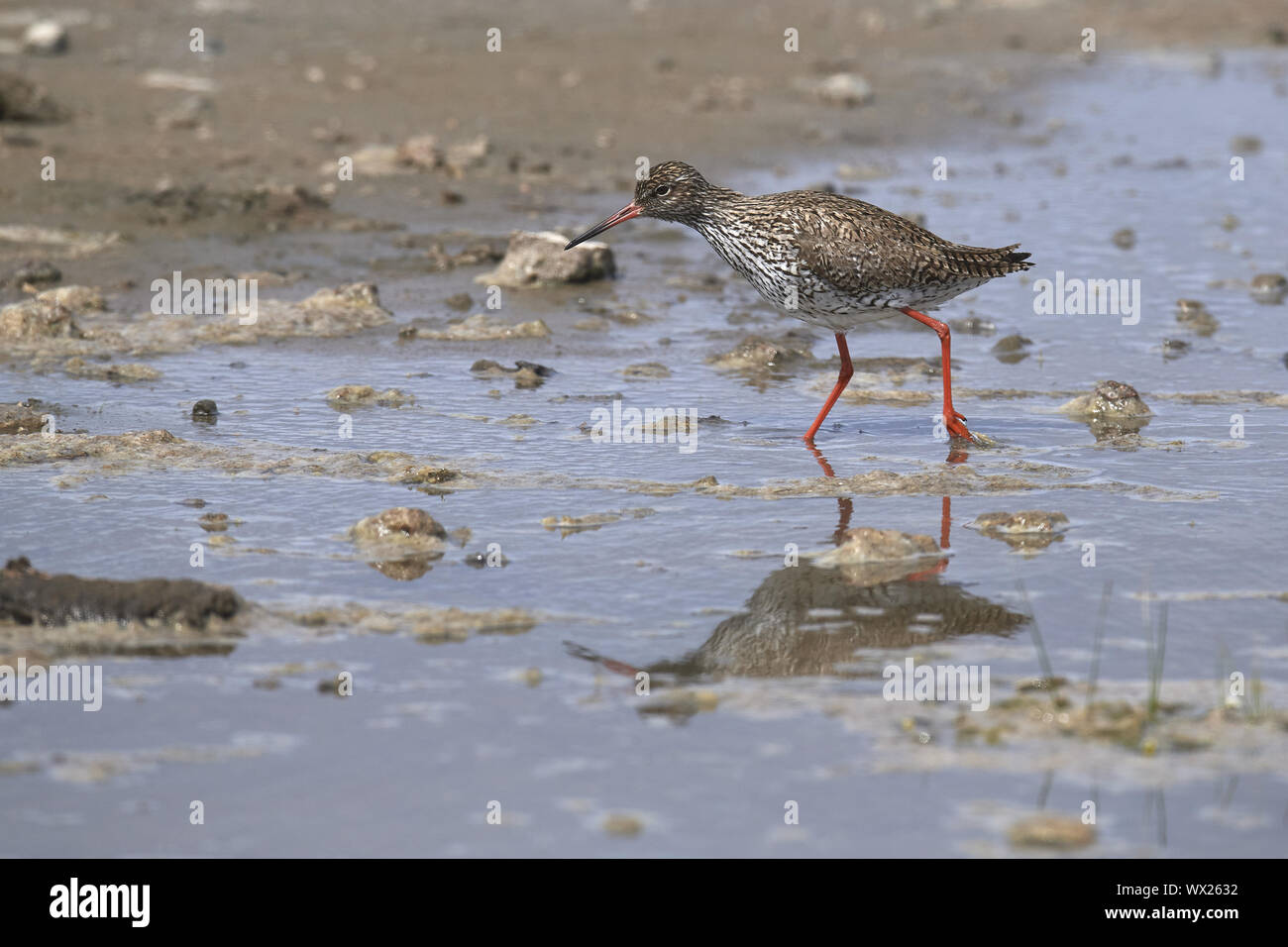 Redshank wading bird hi-res stock photography and images - Alamy