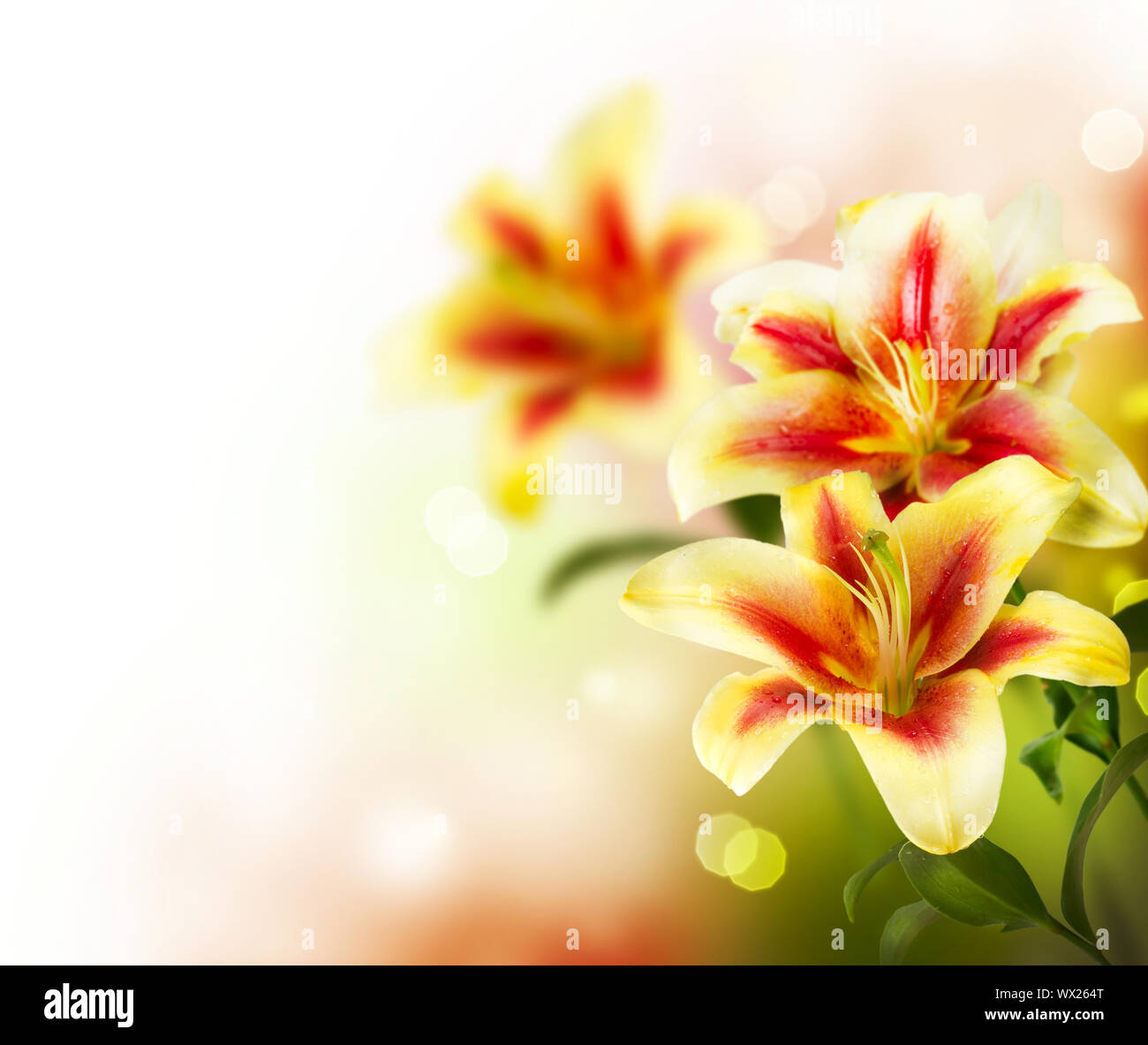 Lily Flowers border design.Spring Flowers Stock Photo - Alamy
