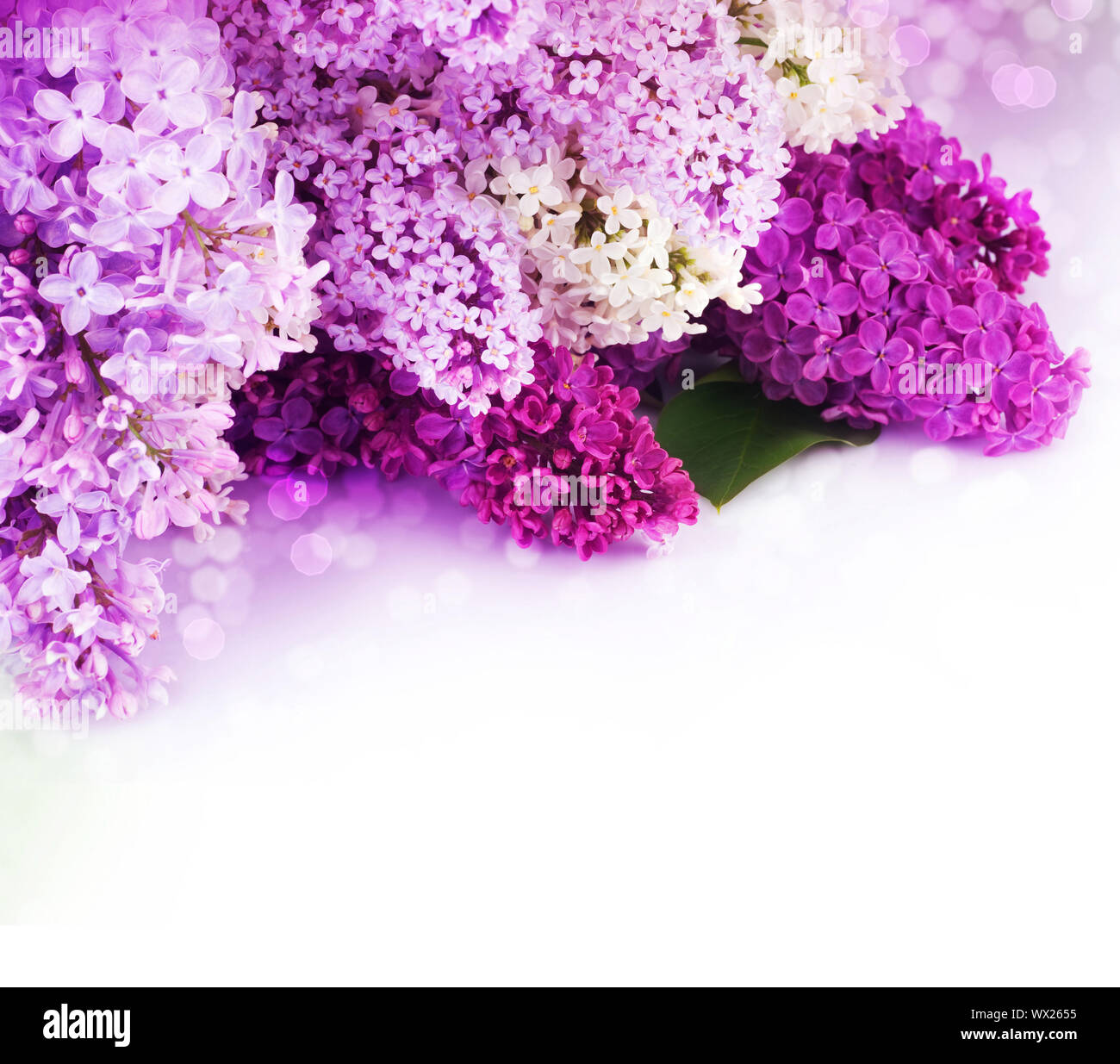 Spring Lilac Border. Isolated On White Stock Photo - Alamy