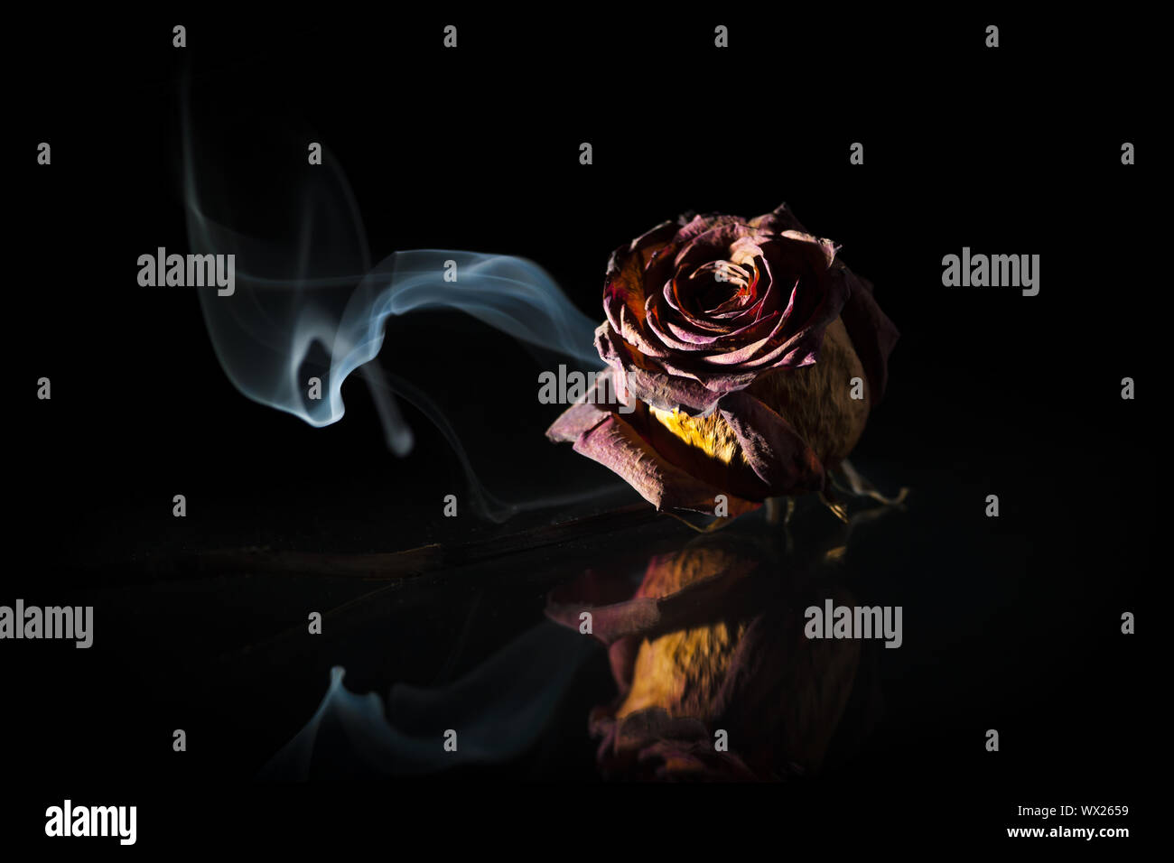 dry rose with rising smoke Stock Photo - Alamy