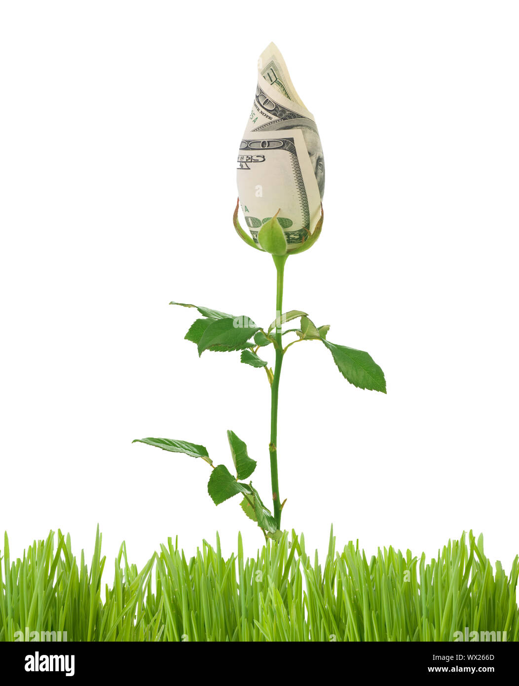 Commercial rose growing hi-res stock photography and images - Alamy