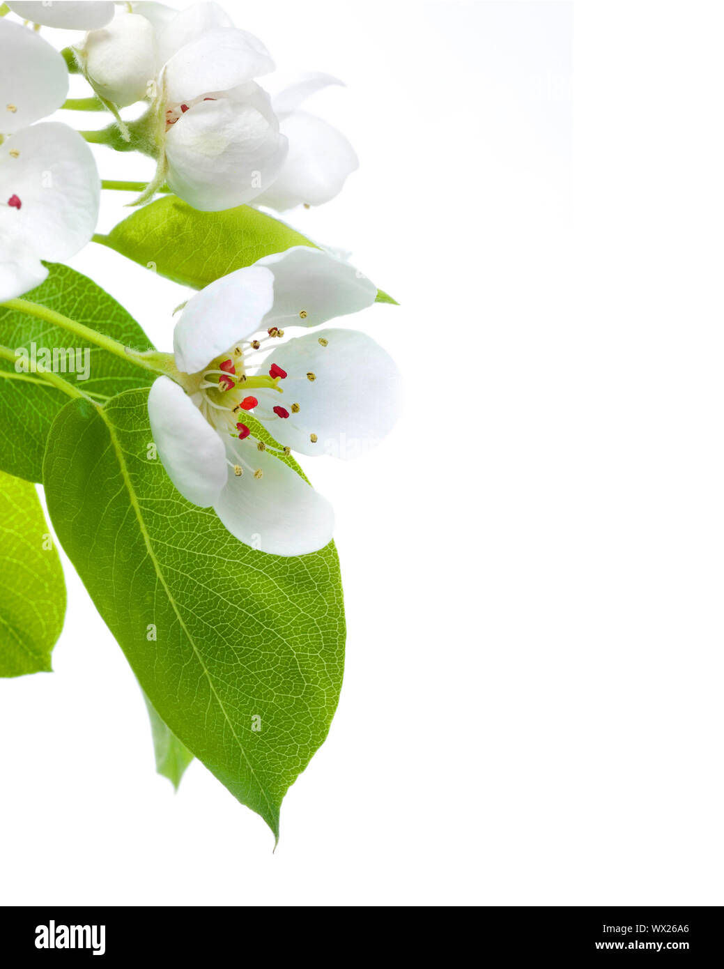 Pear Blossom Border Stock Photo - Alamy