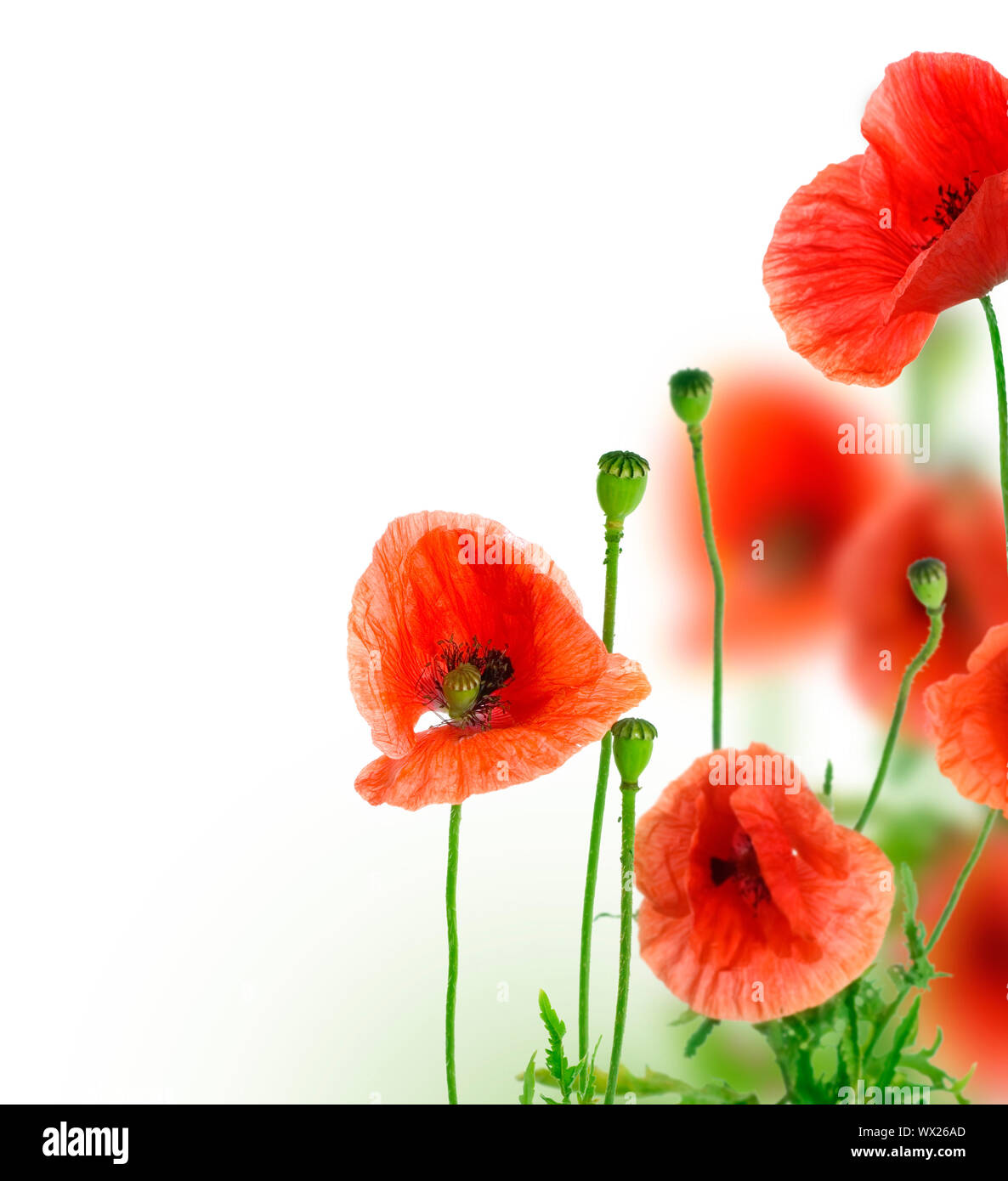 Beautiful Poppies Border Stock Photo - Alamy