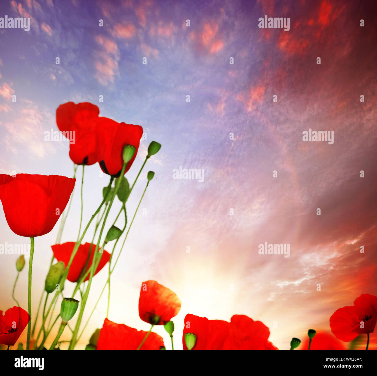 Poppy Over Sunset Sky Stock Photo - Alamy
