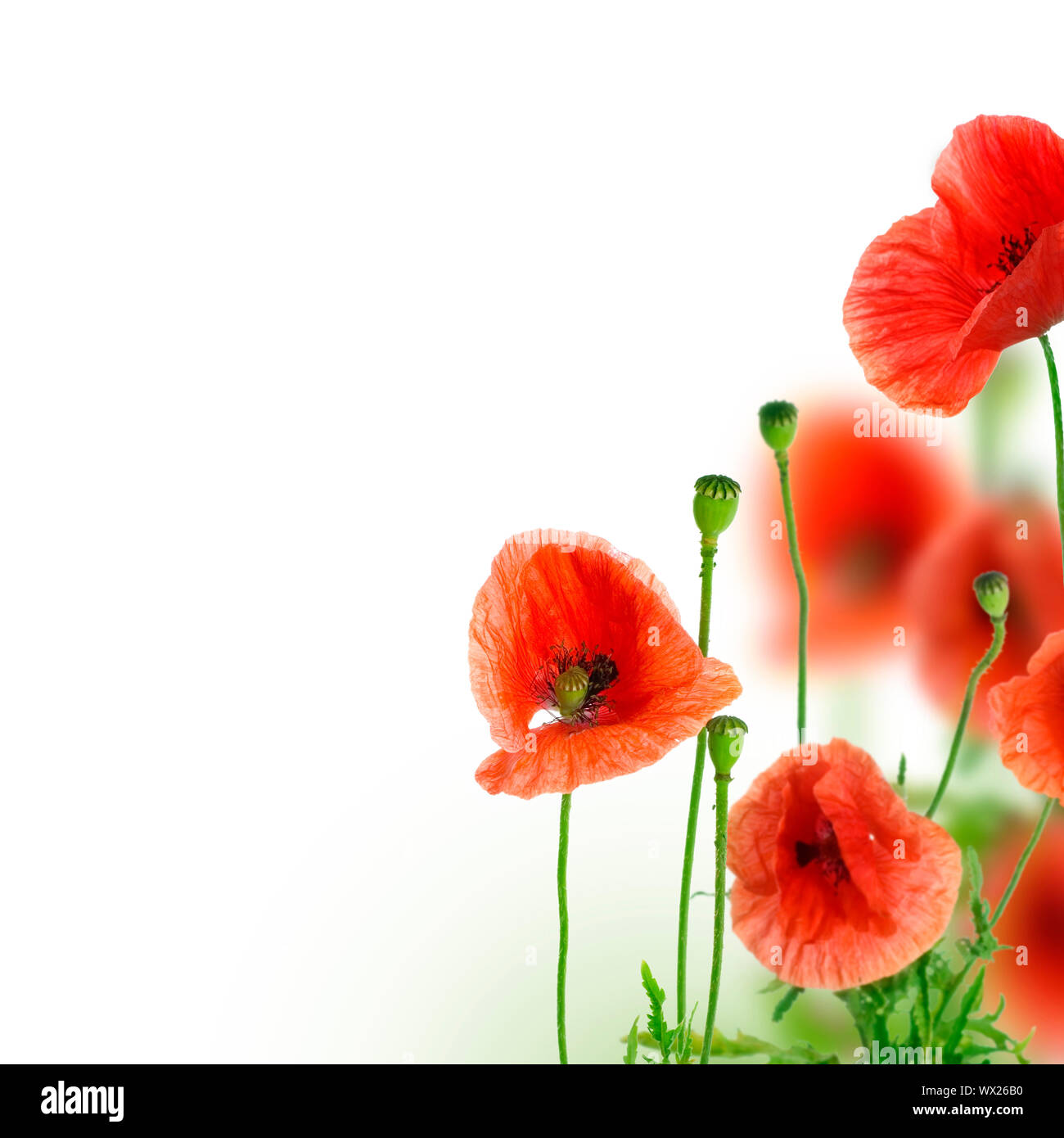 Beautiful Poppies Border Stock Photo - Alamy
