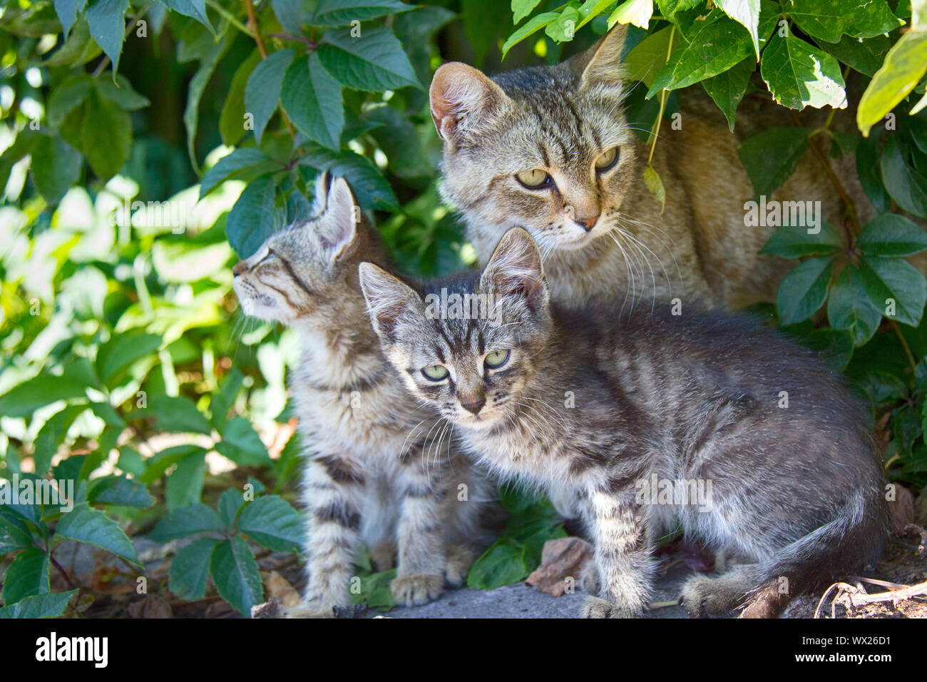 Cat and kittens ordinary breeds Stock Photo - Alamy