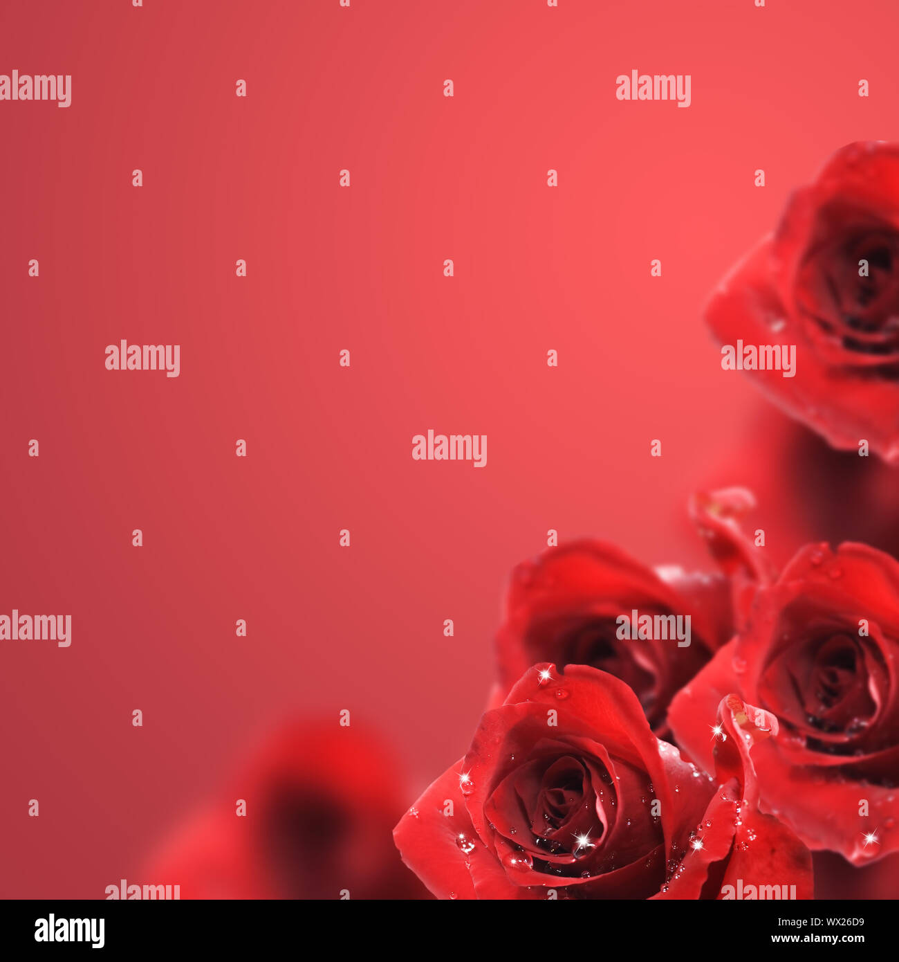Red Roses Background Stock Photo - Alamy