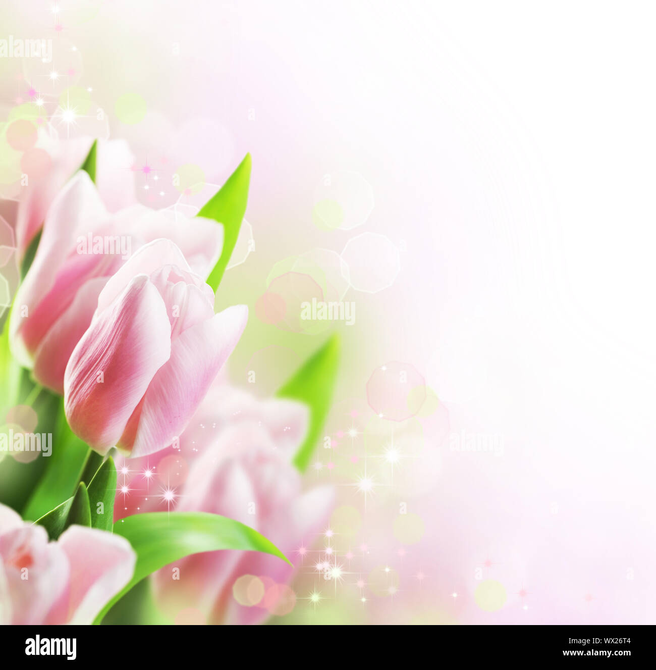 Tulips Spring Border Design Stock Photo - Alamy