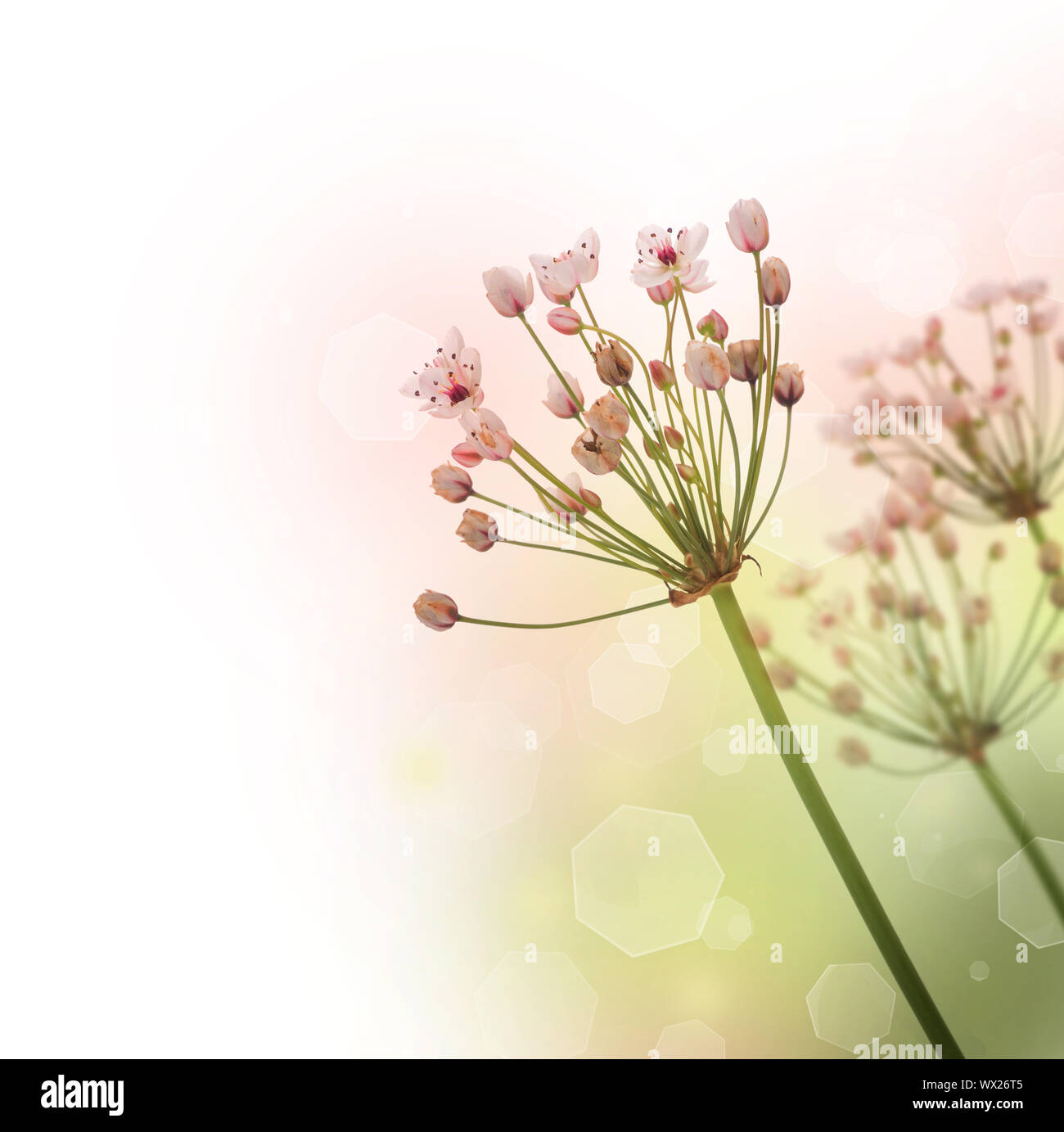 Beautiful Nature Border Stock Photo - Alamy