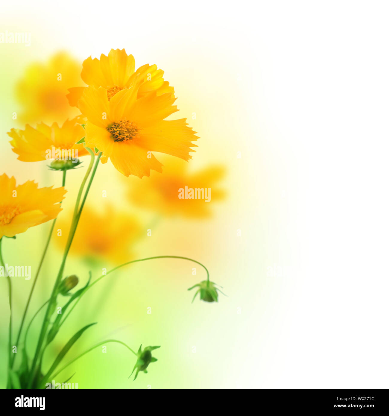 Beautiful Floral Border Stock Photo - Alamy