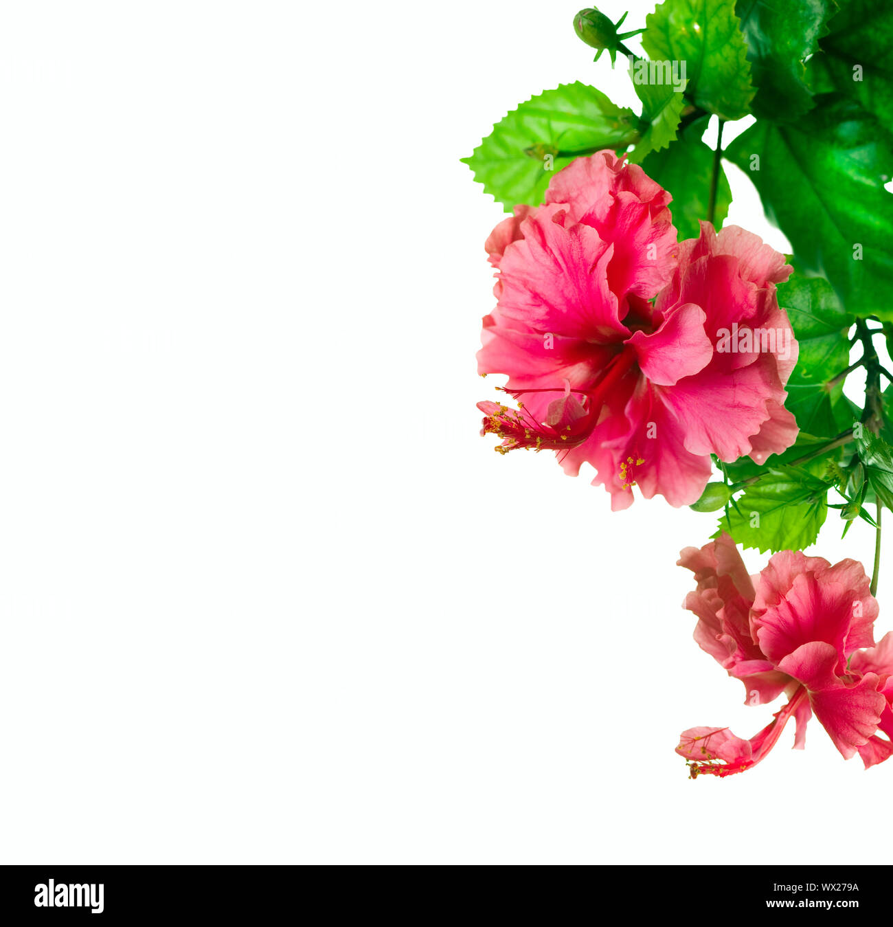 White mallow border hi-res stock photography and images - Alamy