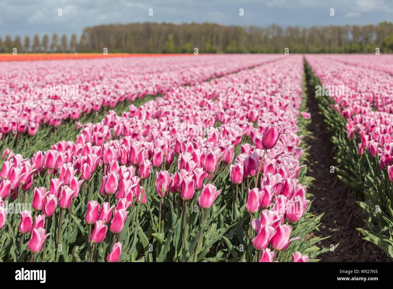 Tulip blooming season in the Netherlands, Europe Stock Photo - Alamy