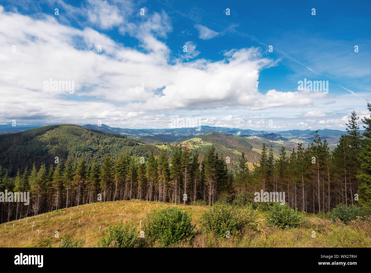 Bosque de oma hi-res stock photography and images - Alamy