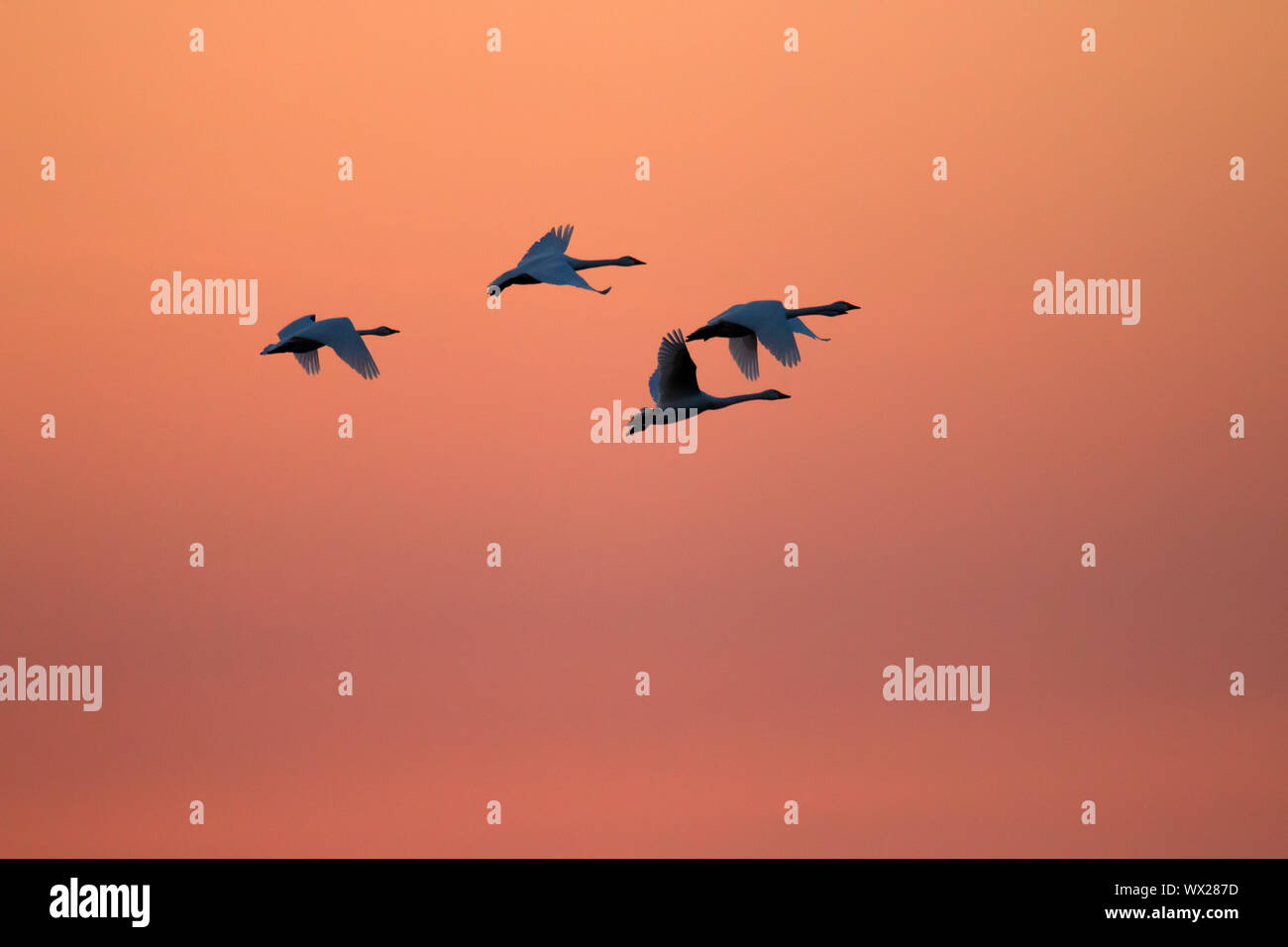 Flying swans against dramatically sunset sky. Two Bewick's swans Stock ...