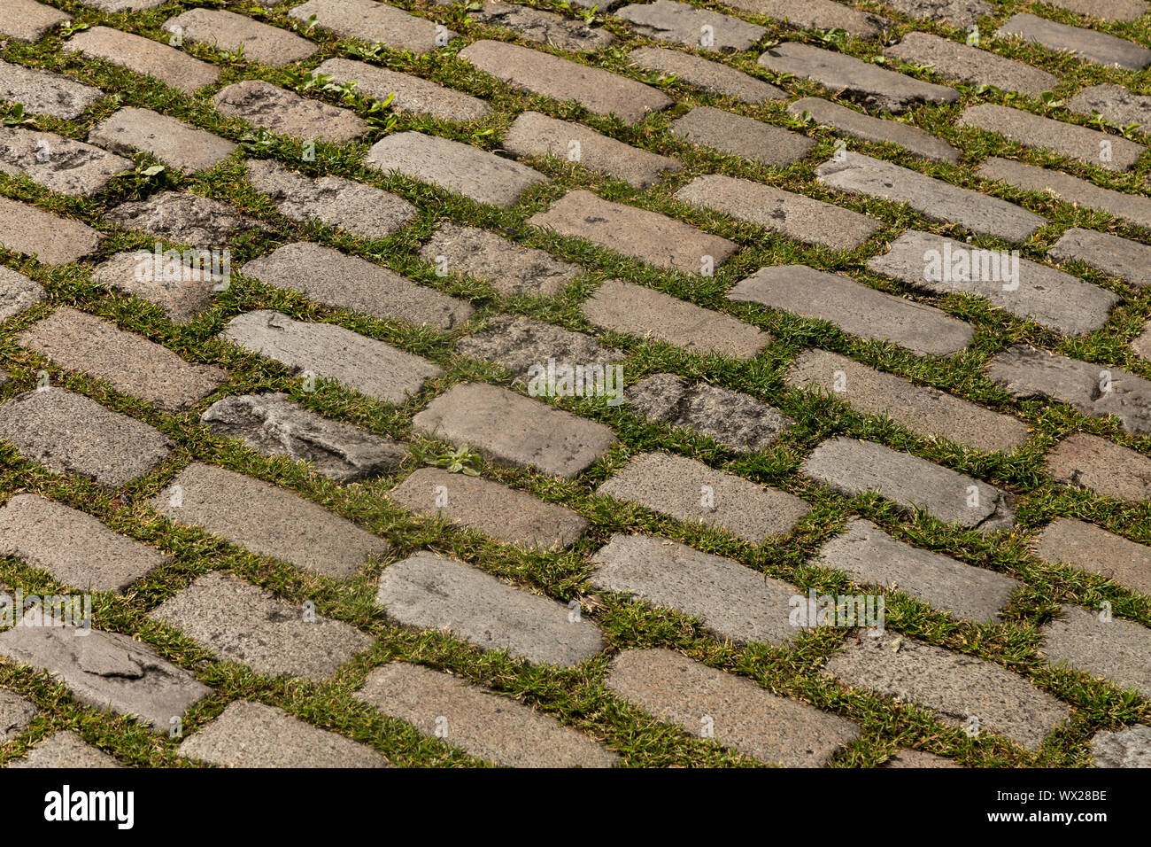 Weeds growing between cobbles in Saltaire, Yorkshire Stock Photo - Alamy