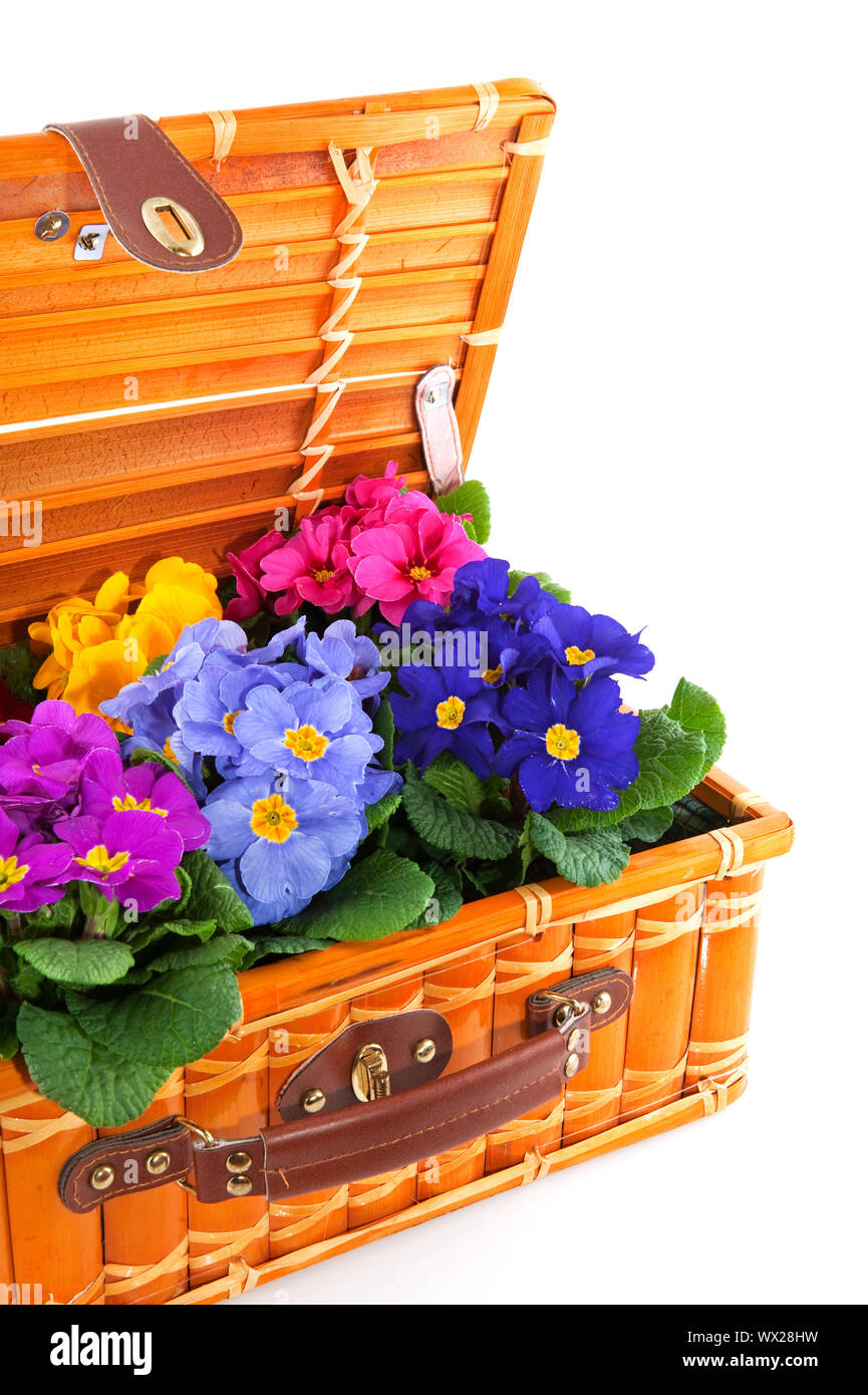 colorful Primulas in rattan basket isolated over white Stock Photo - Alamy