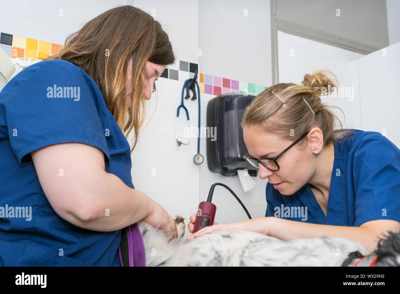 Vet shaving dog hi-res stock photography and images - Alamy