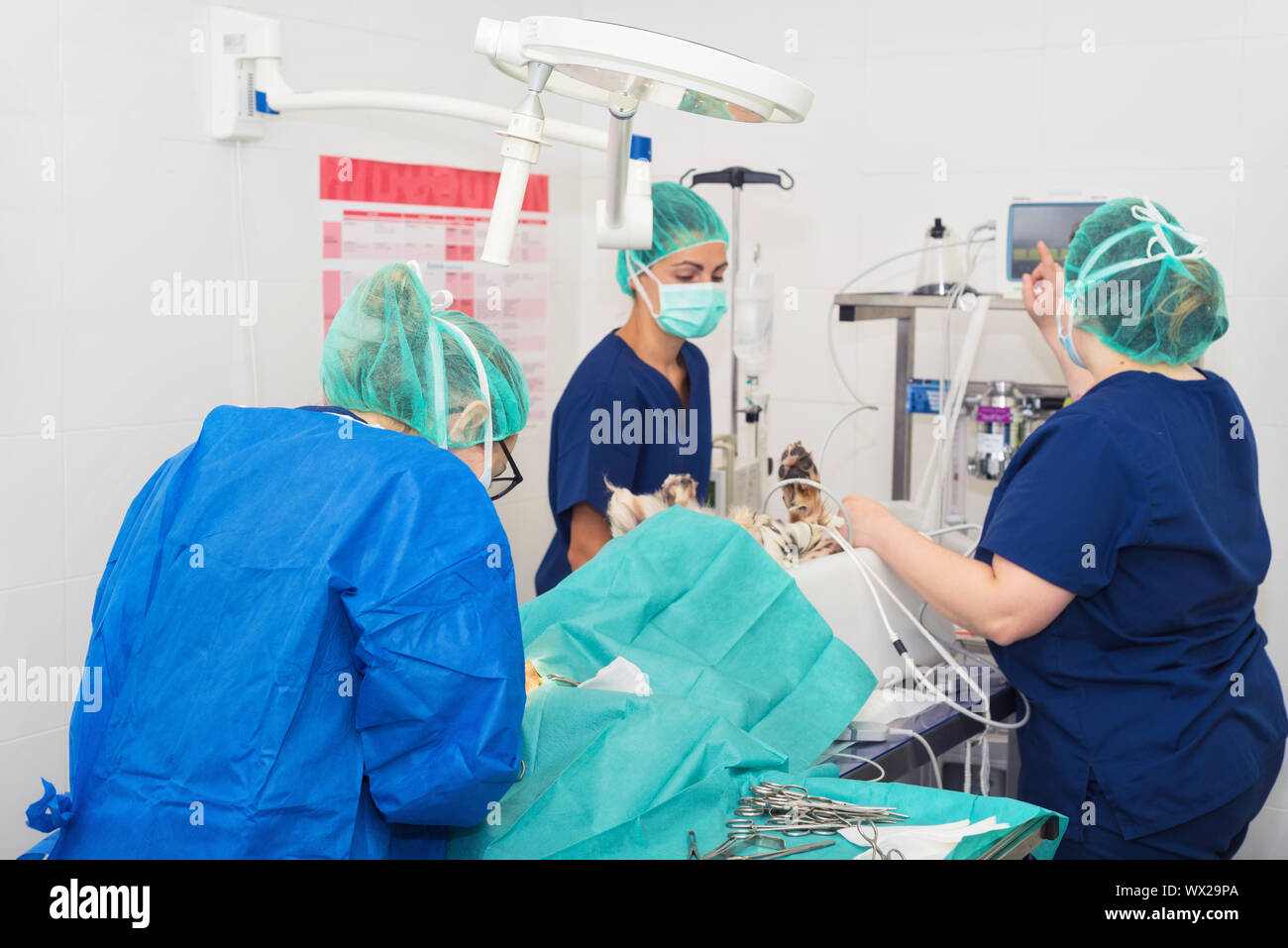 Veterinarian team in surgical room operating a dog Stock Photo - Alamy