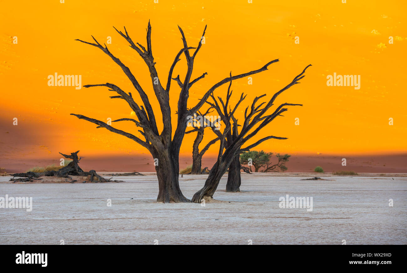 Dead Camelthorn Trees and red dunes in Deadvlei, Sossusvlei, Namib ...