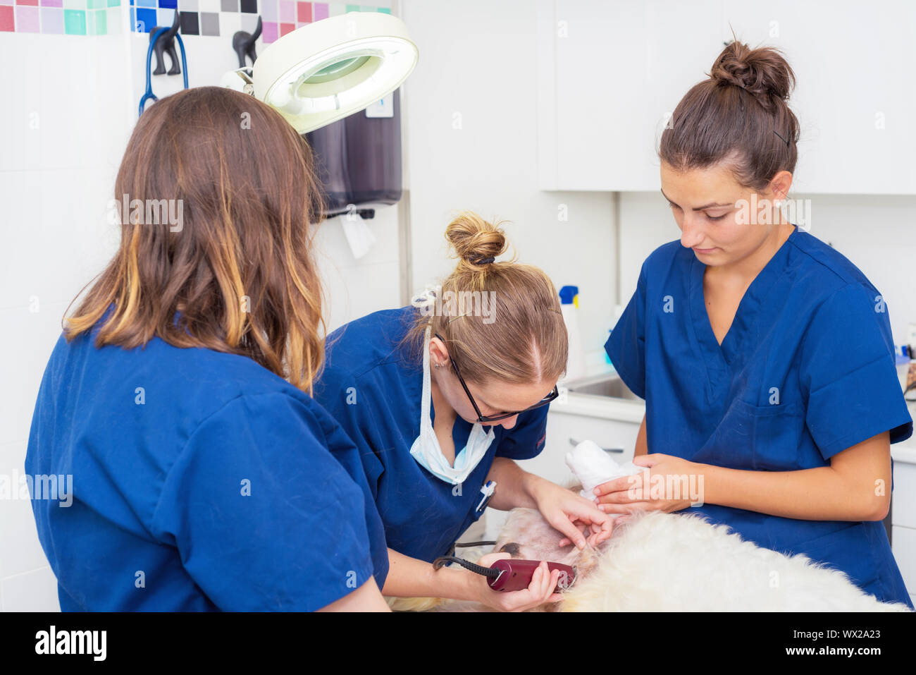 veterinarian team shaving a dog for surgery Stock Photo - Alamy