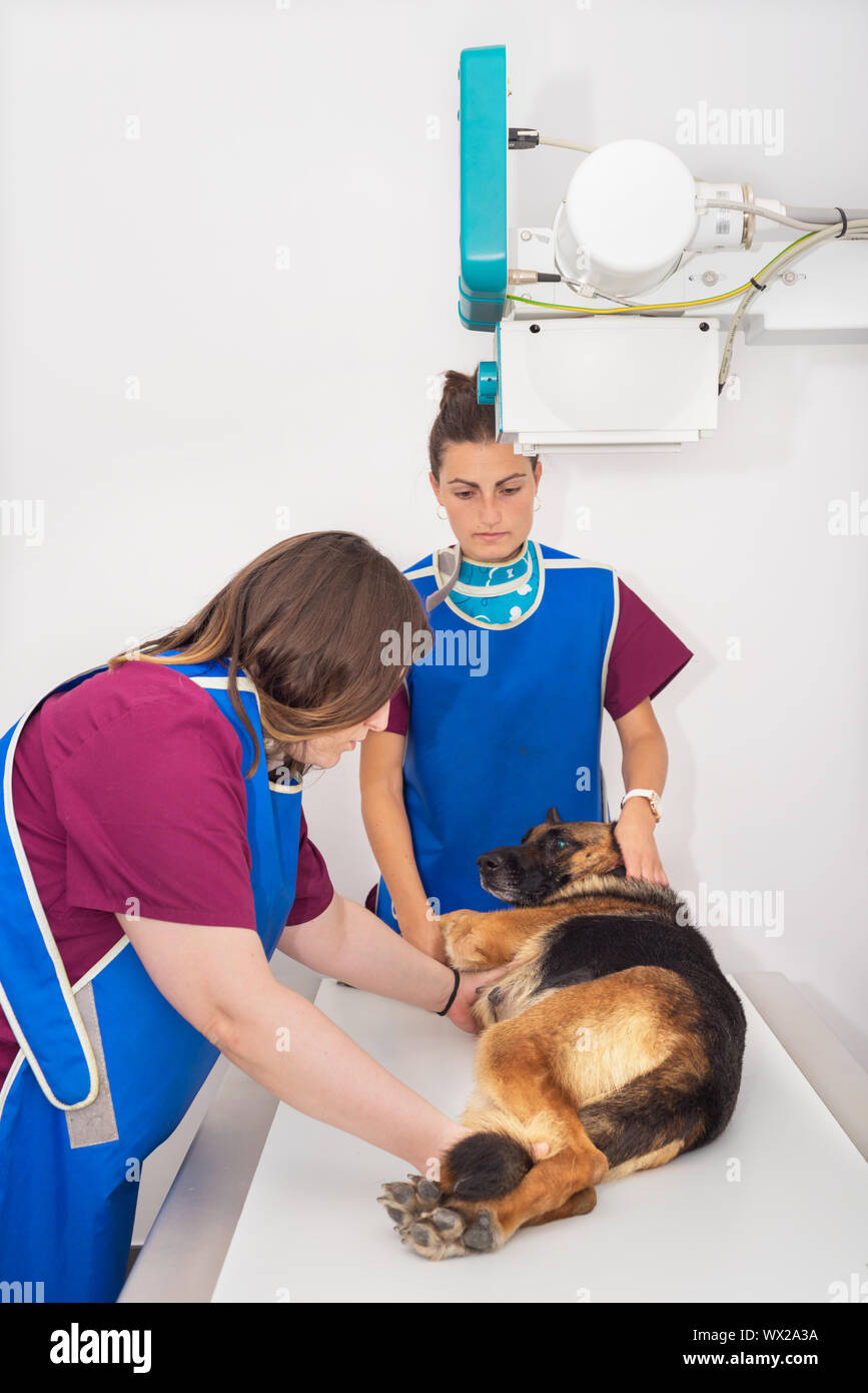 Veterinary radiologist examining dog in x-ray room Stock Photo - Alamy
