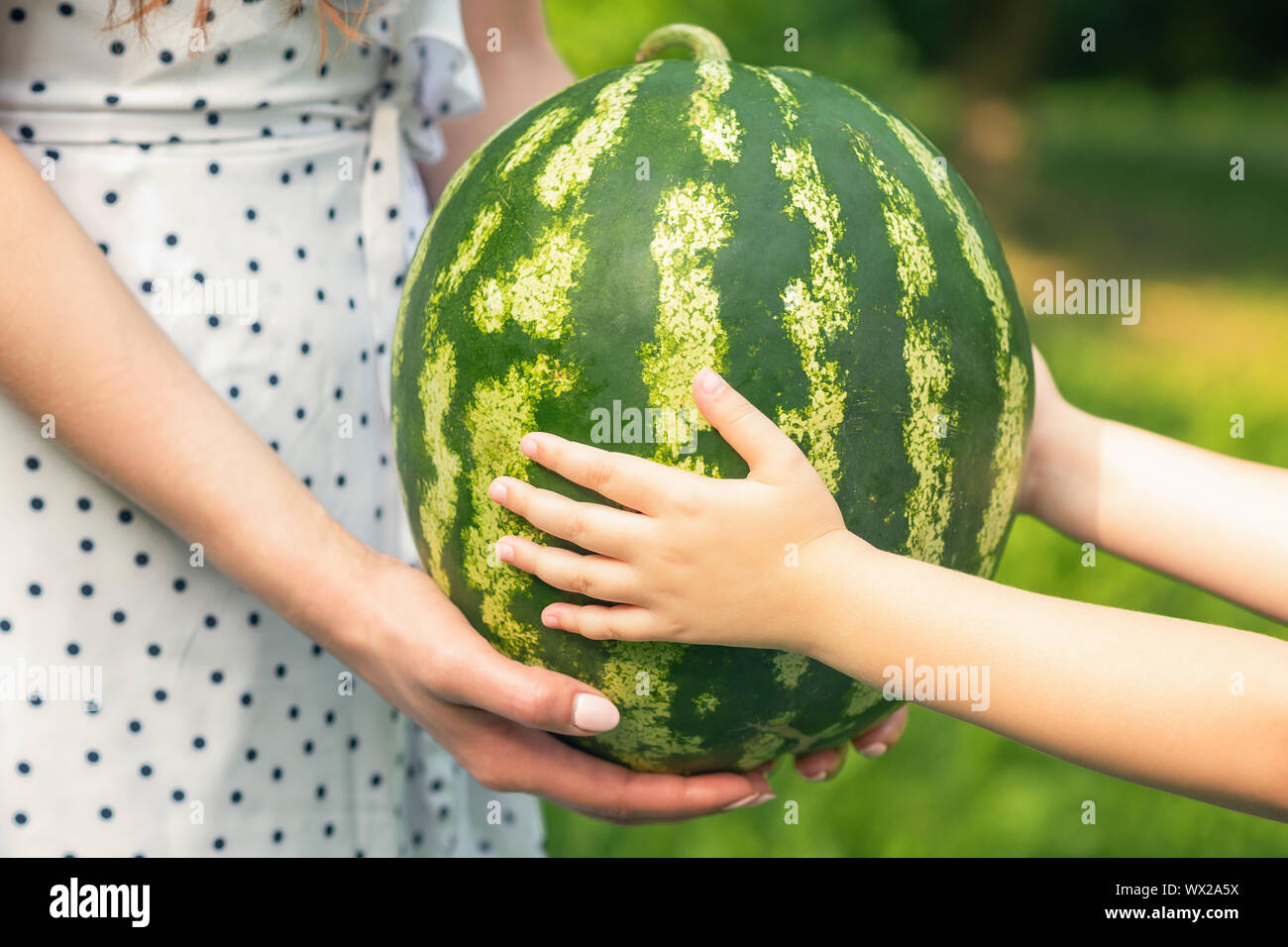 female and baby hands are holding a whole watermelon close up, a little ...