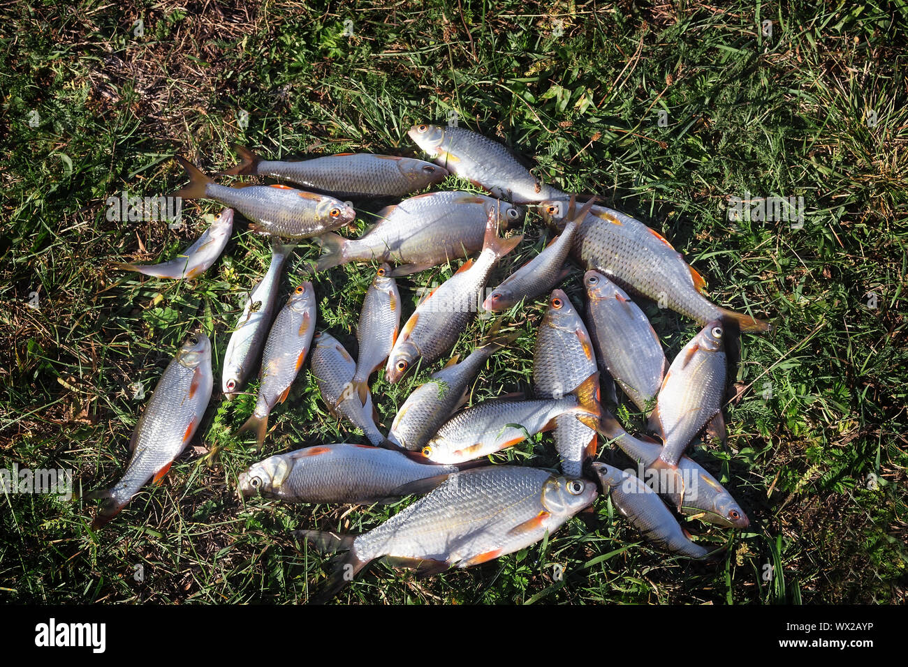 Fish in the grass on the river Bank Stock Photo - Alamy