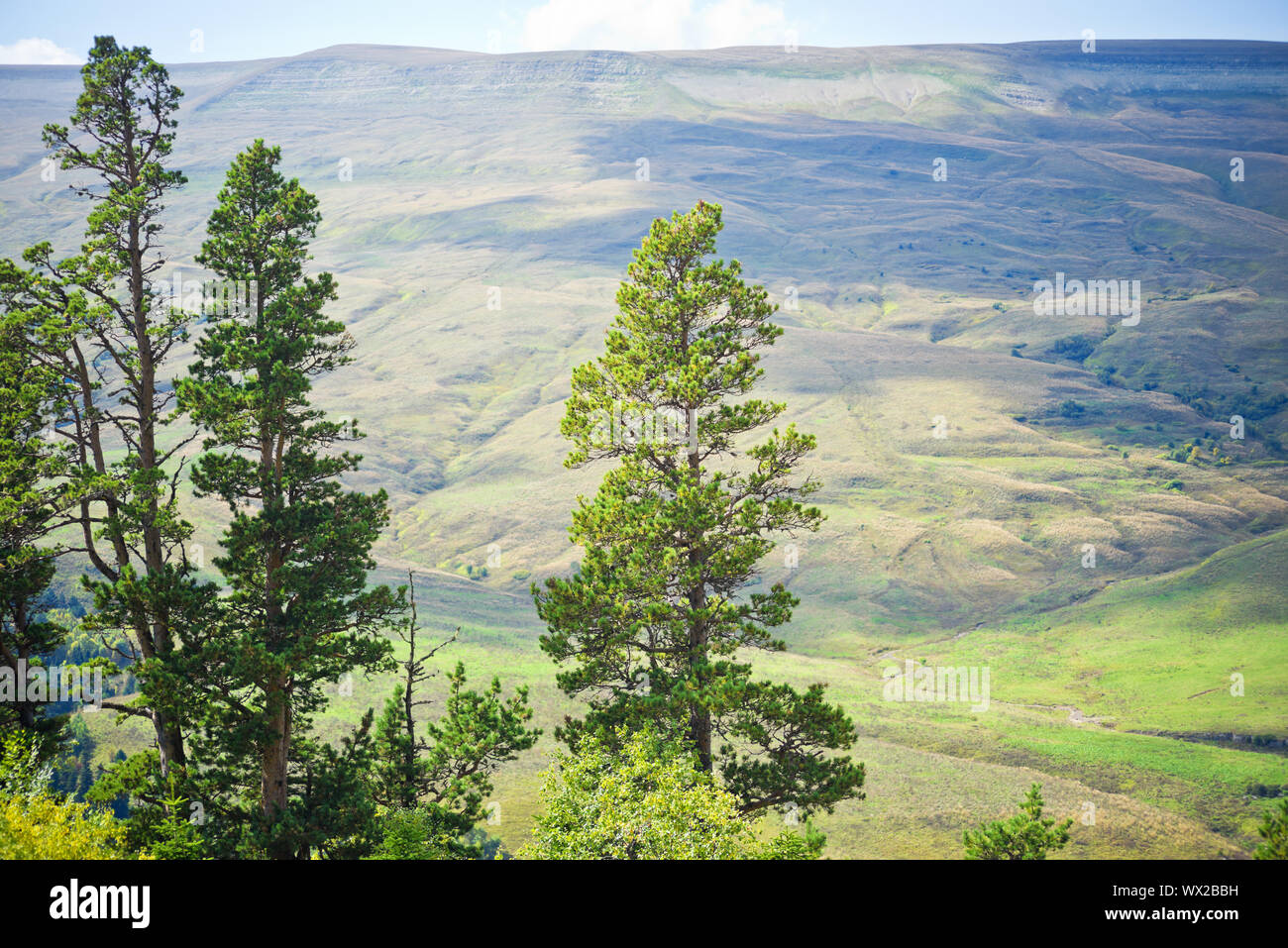 Landscape spruce mountain background hi-res stock photography and ...