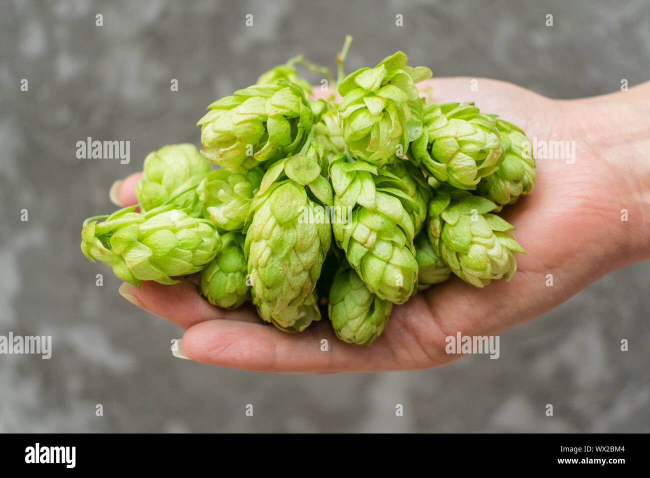 Female hops plants hi-res stock photography and images - Alamy