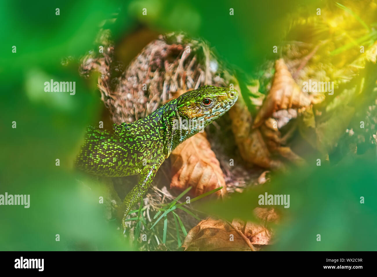 European Green Lizard Green Lizard With Blue Head Sitting In The Sun On