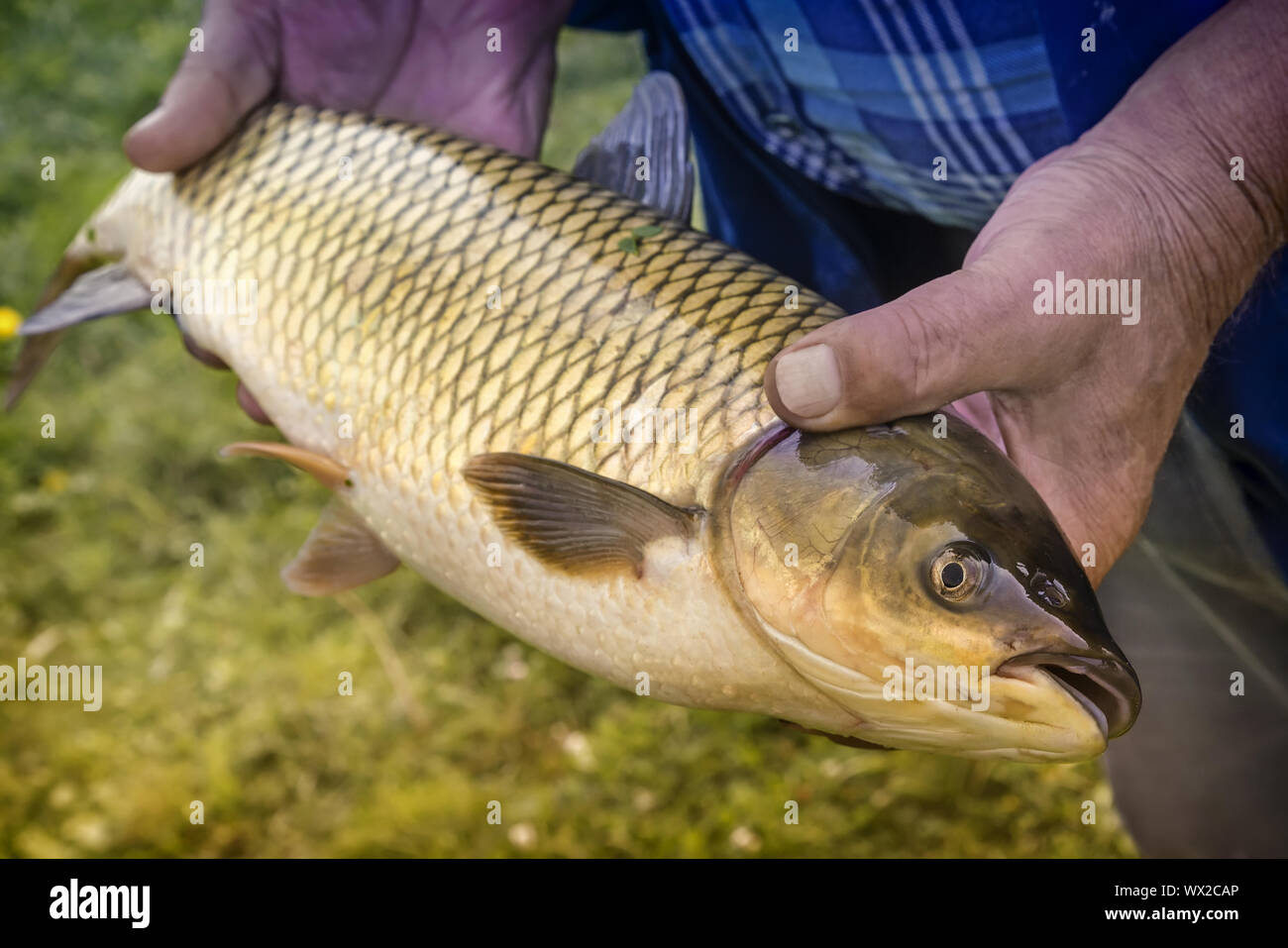 Large fresh fish caught in the river Stock Photo - Alamy